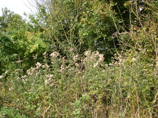 bullace | Eat The Table