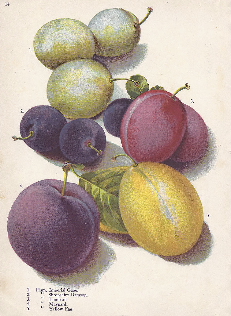 When is a plum a greengage? | Eat The Table